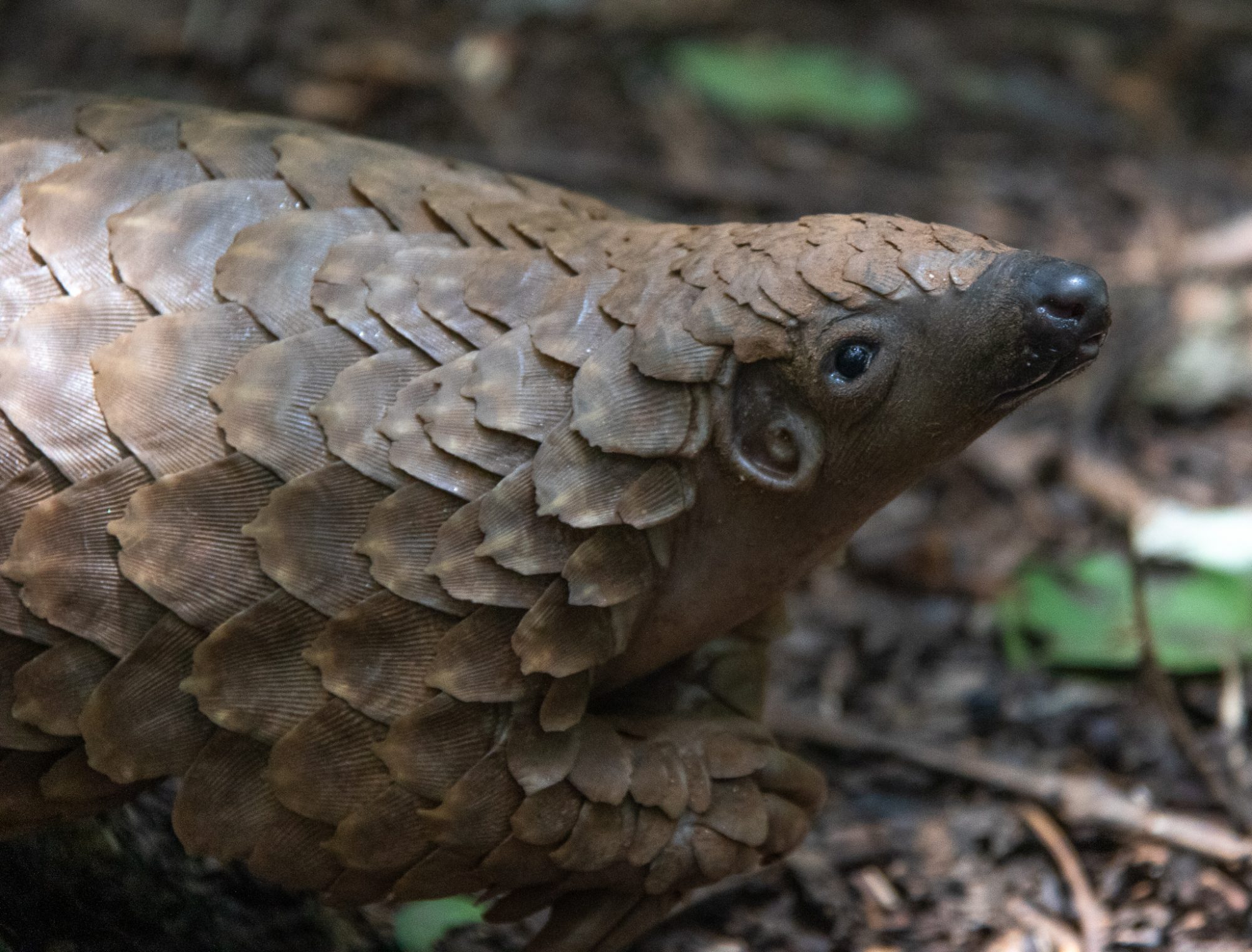 PANGOLIN TRAFFICKING ON THE RISE: ELF'S STORY - Lilongwe Wildlife Trust