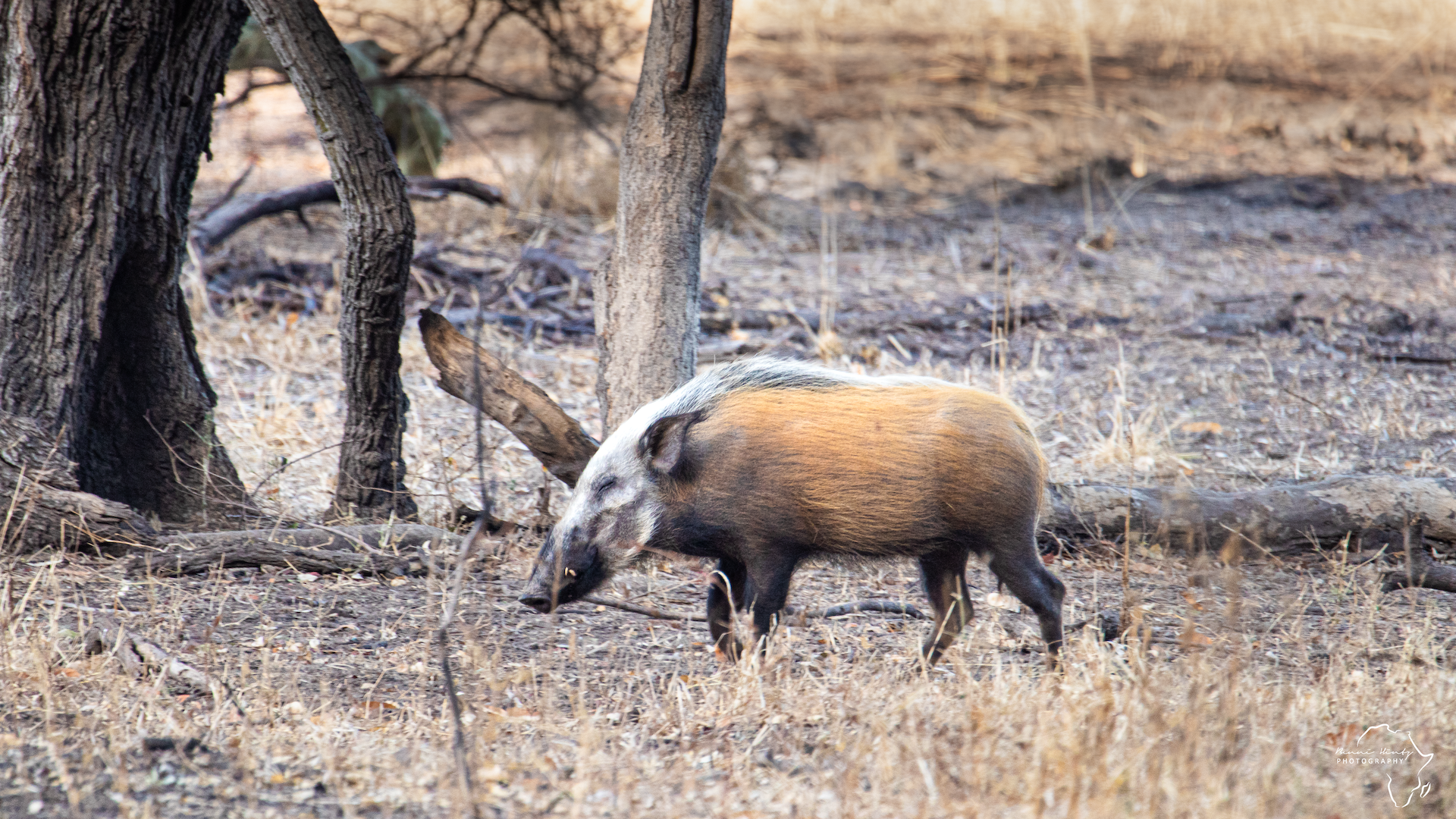 SAVING A BUSH PIG FROM POACHING WOUNDS - Lilongwe Wildlife Trust