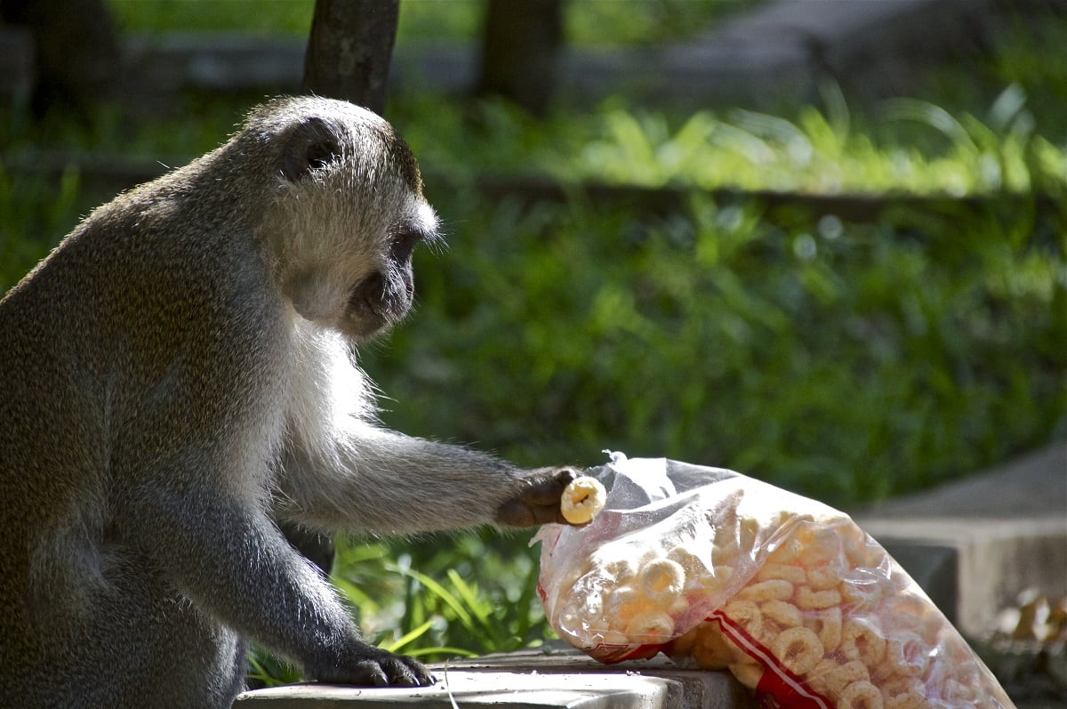 MONKEY AND THE MENU - Lilongwe Wildlife Trust