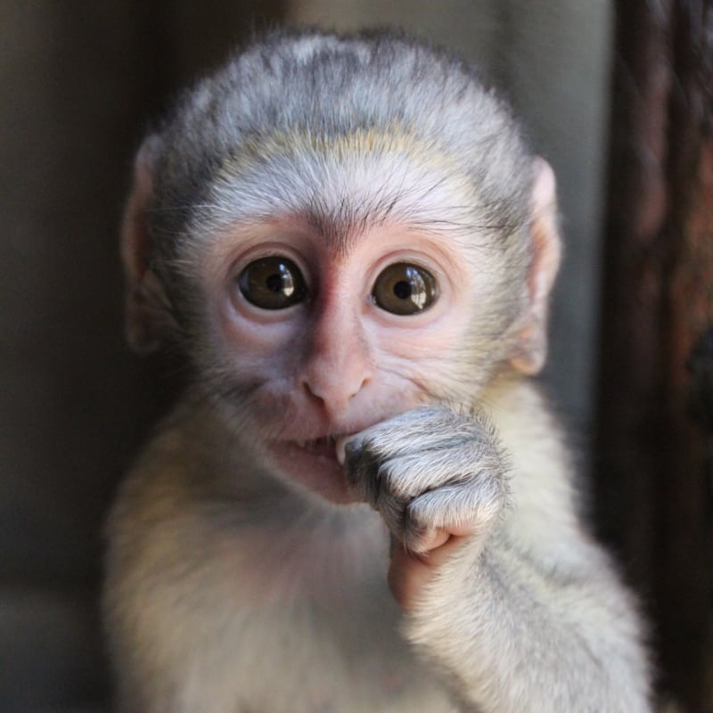 30 MONTHS IN PRISON FOR MONKEY POACHING - Lilongwe Wildlife Trust