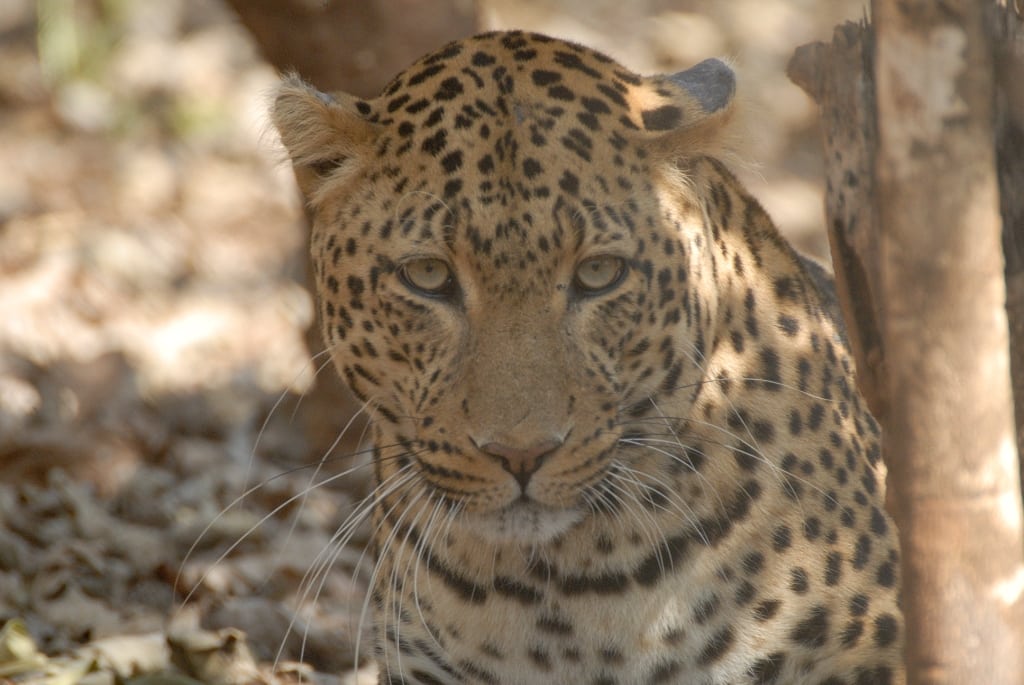 A TRIBUTE TO KAMBUKU - Lilongwe Wildlife Trust