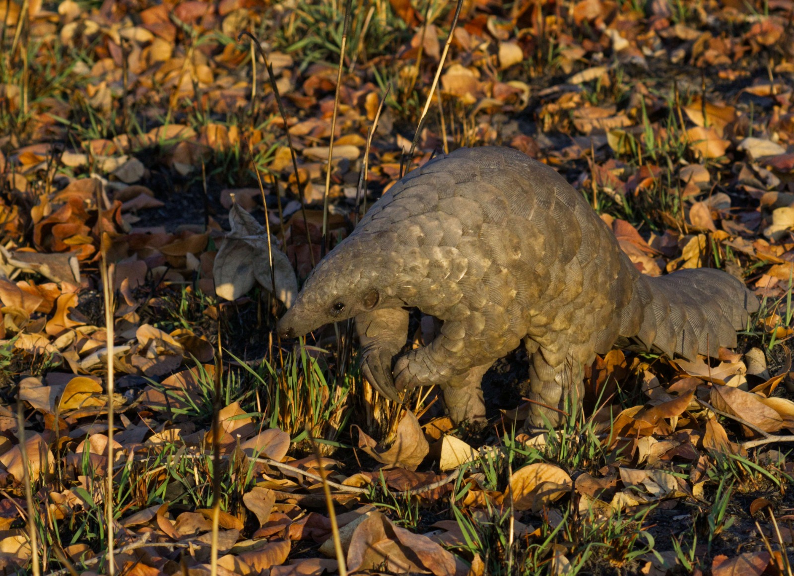FROM RESCUE TO RELEASE: A PANGOLIN'S JOURNEY BACK TO THE WILD ...